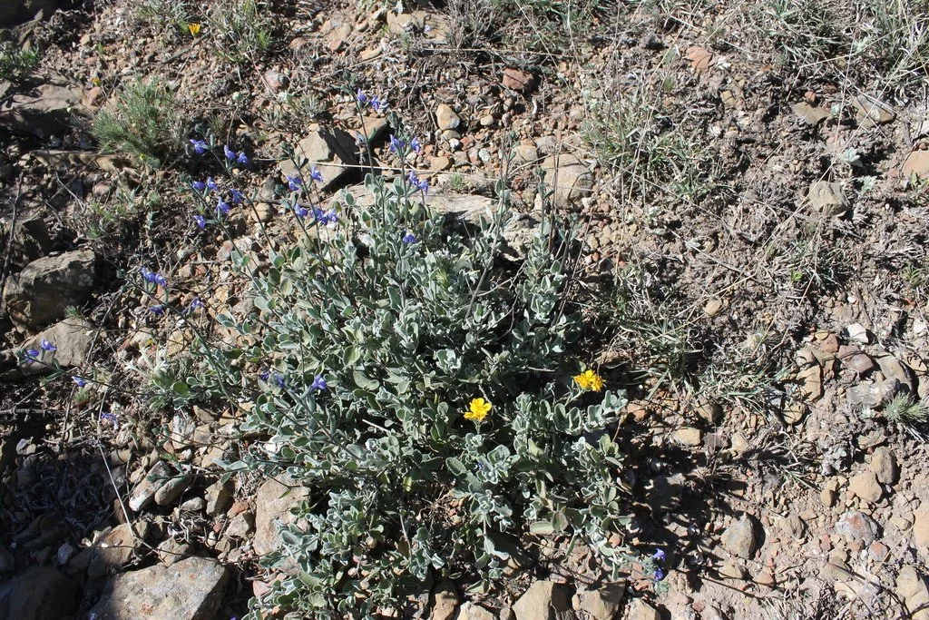 Germander Sage (Salvia chamaedryoides) — Spadefoot Nursery, Inc.