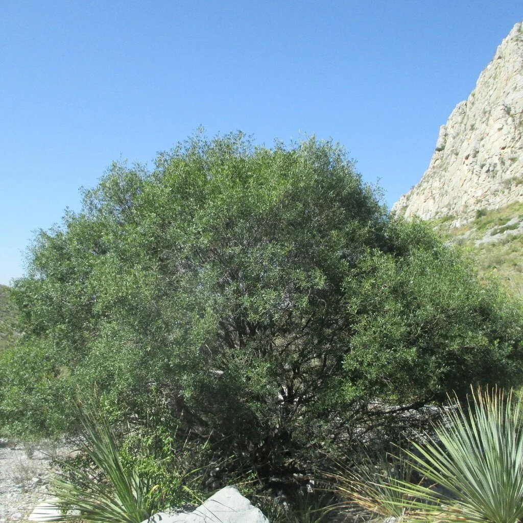 Gregg's Ash (Fraxinus greggii) — Spadefoot Nursery, Inc.