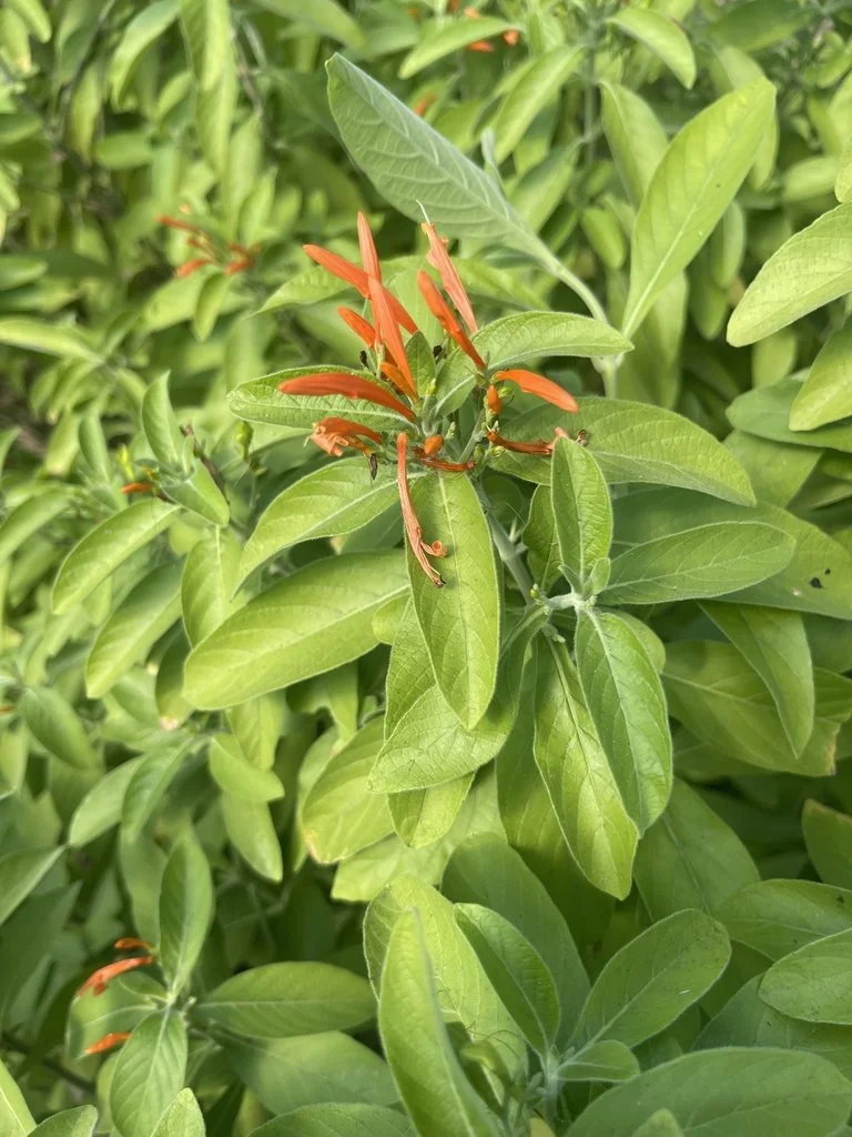 The Genus Justicia, Chuparosas & Water Willows — Spadefoot Nursery, Inc.