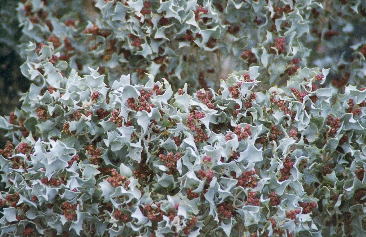 Saltbushes (Atriplex spp) — Spadefoot Nursery, Inc.