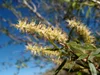 Goodding Willow (Salix gooddingii) — Spadefoot Nursery, Inc.