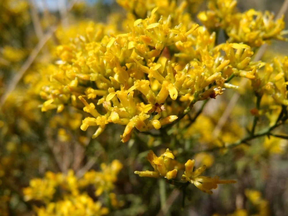 Broom Snakeweed (Gutierrezia sarothrae) — Spadefoot Nursery, Inc.