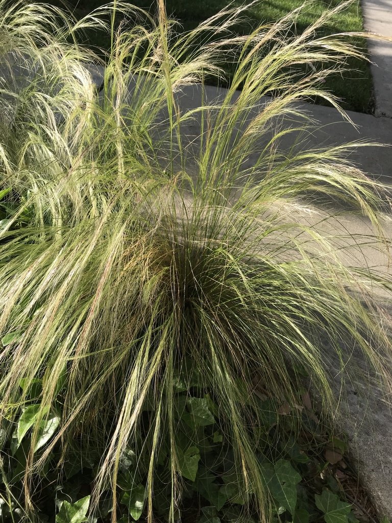 Mexican Feather Grass (Nassella tenuissima) — Spadefoot Nursery, Inc.
