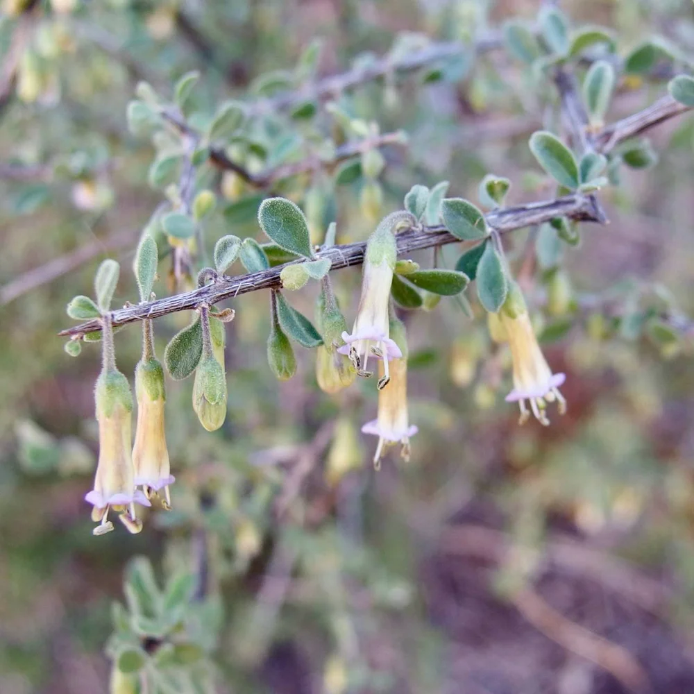 The Genus Lycium, Wolfberries — Spadefoot Nursery, Inc.