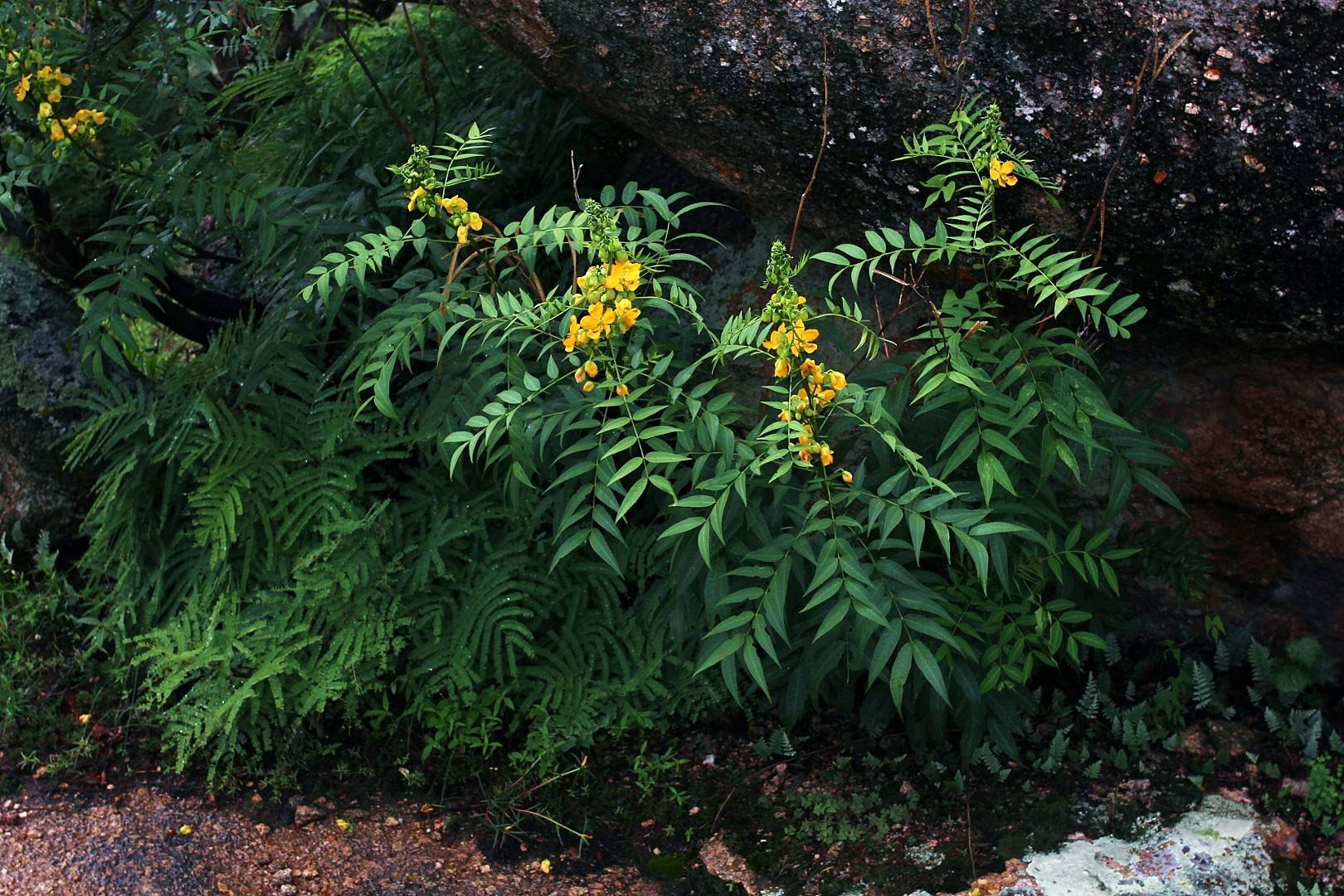 The Genus Senna — Spadefoot Nursery, Inc.