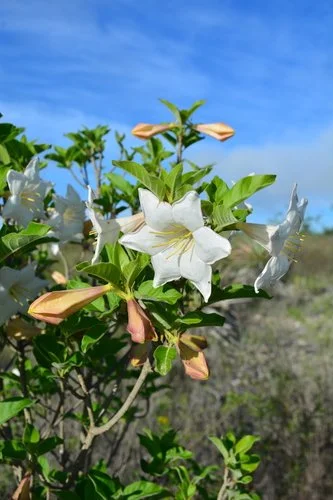 Copalquín (Hintonia latiflora) — Spadefoot Nursery, Inc.