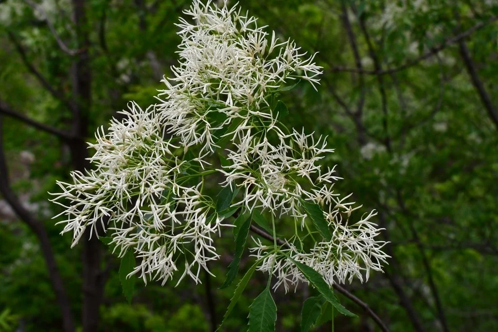 Fragrant Ash (Fraxinus cuspidata) — Spadefoot Nursery, Inc.