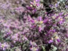 Prairie Clovers and Indigo Bushes, The Genus Dalea — Spadefoot Nursery ...