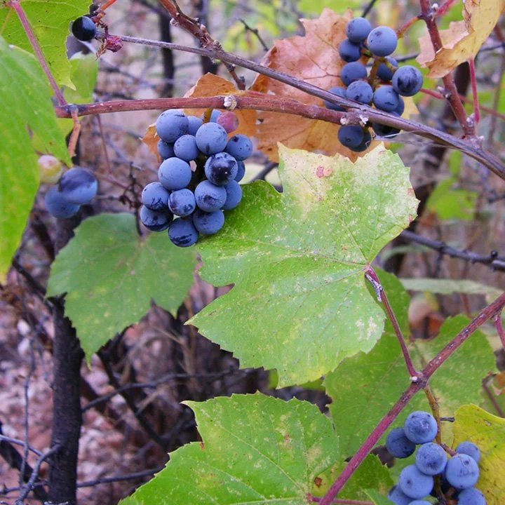 Grapes (Vitis spp.) — Spadefoot Nursery, Inc.