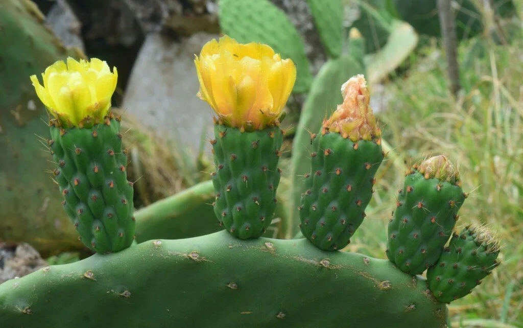 Indian Fig (Opuntia ficus-indica) — Spadefoot Nursery, Inc.