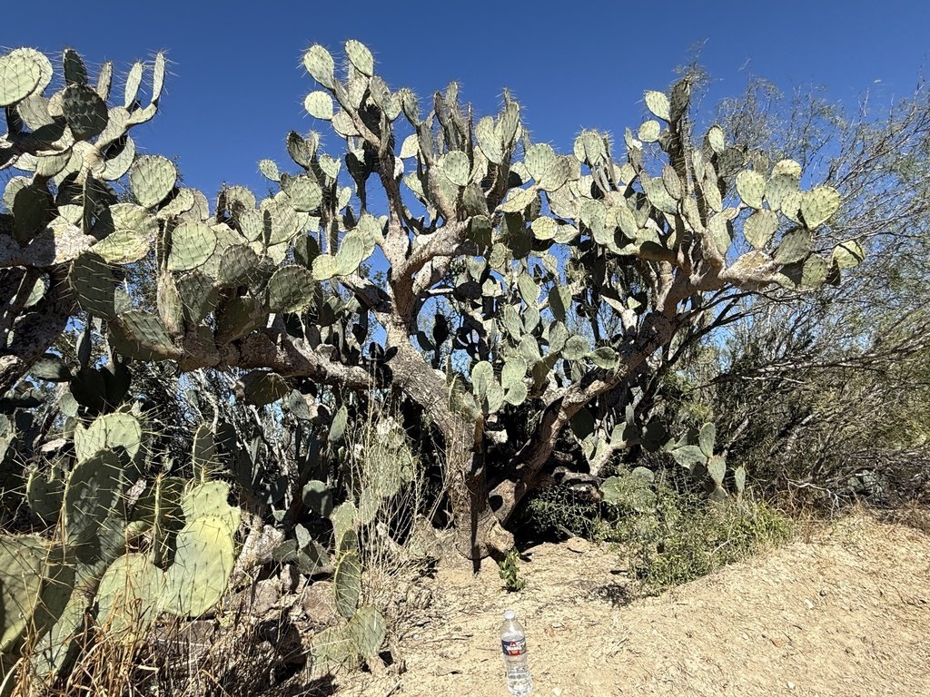 Spineless Pricklypear (Opuntia cacanapa 'Ellisiana') — Spadefoot ...
