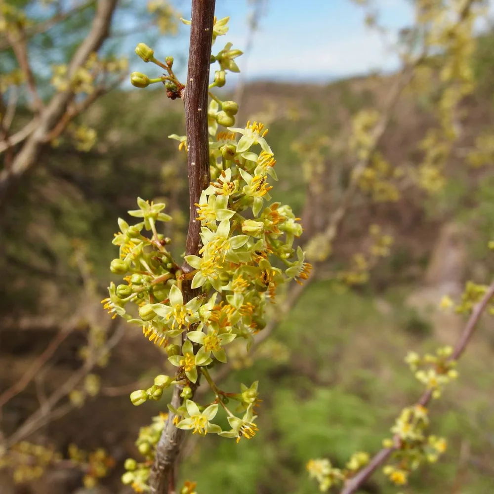 Mexican Frankincense (Bursera fagaroides) — Spadefoot Nursery, Inc.