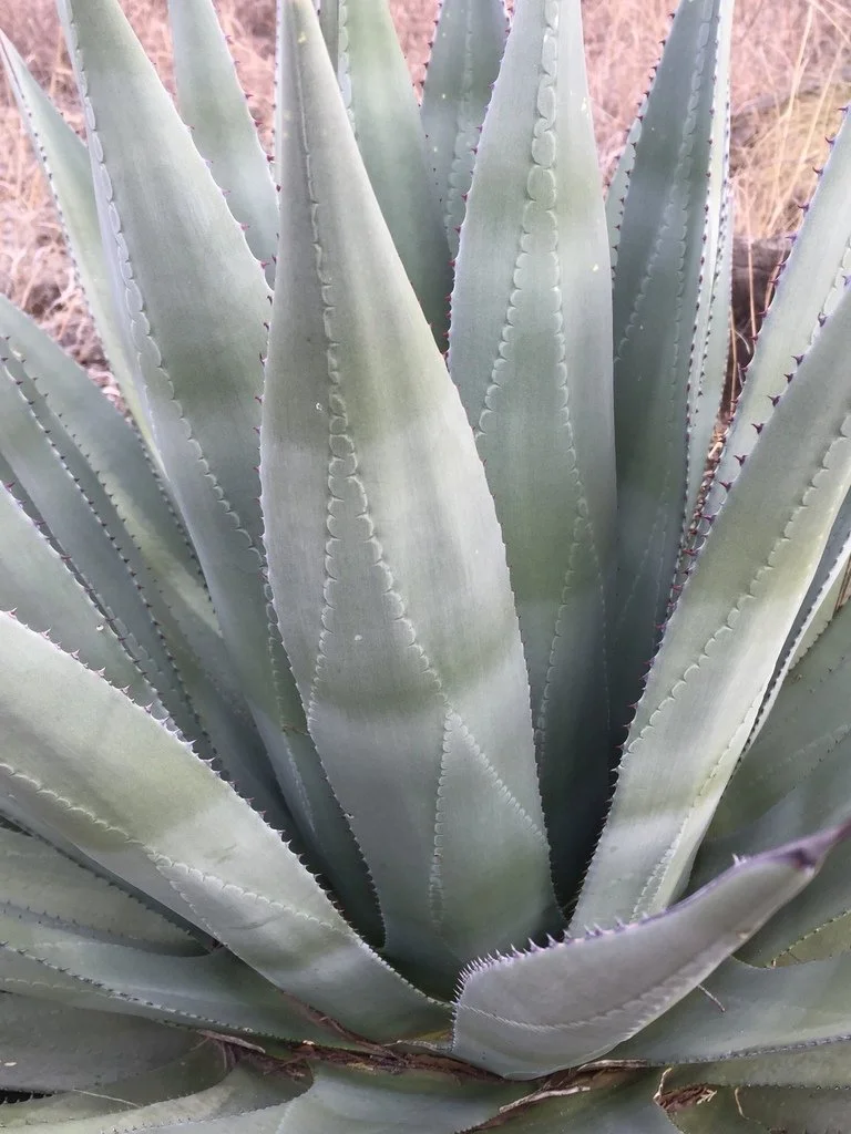 Palmer's Agave (Agave palmeri) — Spadefoot Nursery, Inc.