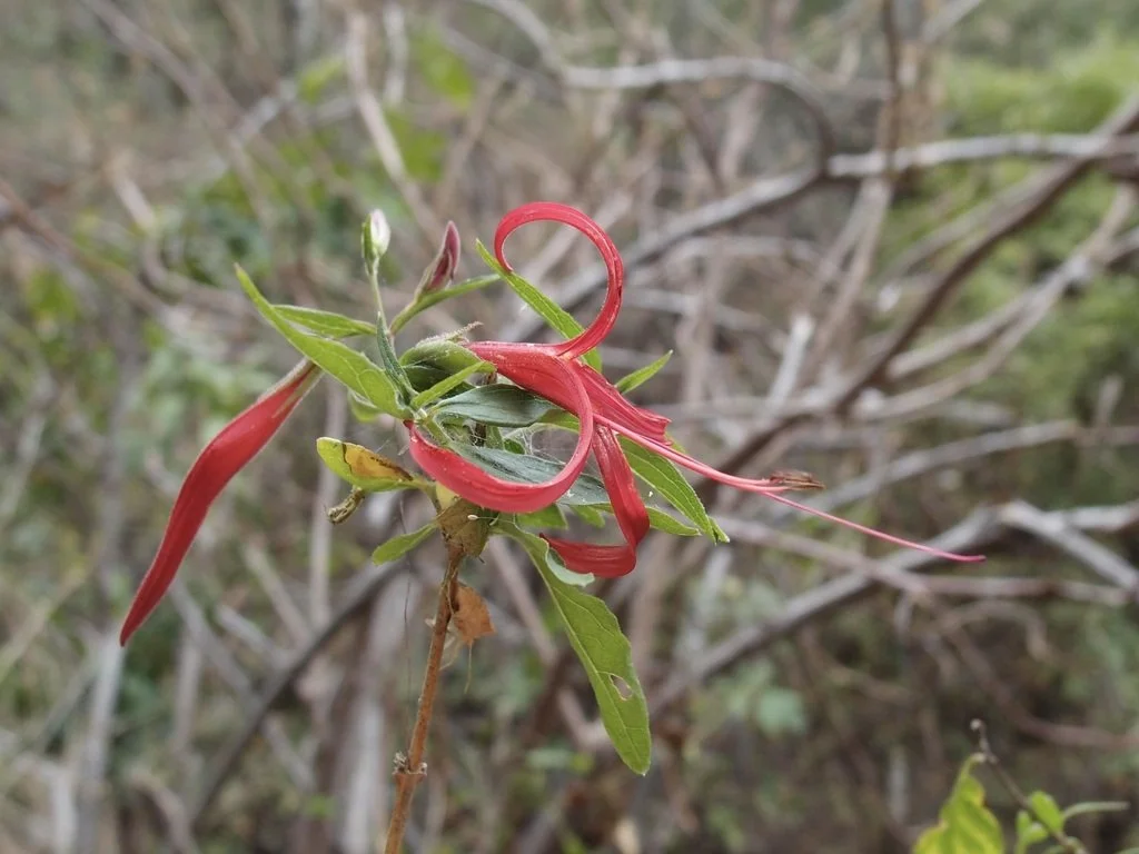 The Desert Honeysuckles (Anisacanthus spp) — Spadefoot Nursery, Inc.