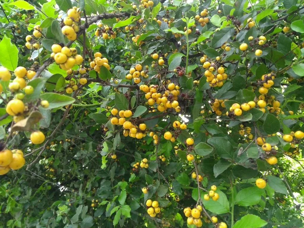 Anacua (Ehretia anacua) — Spadefoot Nursery, Inc.