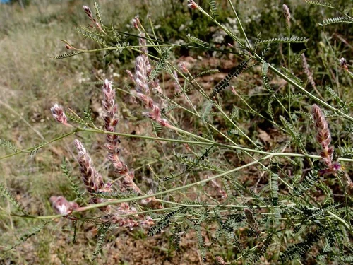 Prairie Clovers and Indigo Bushes, The Genus Dalea — Spadefoot Nursery ...