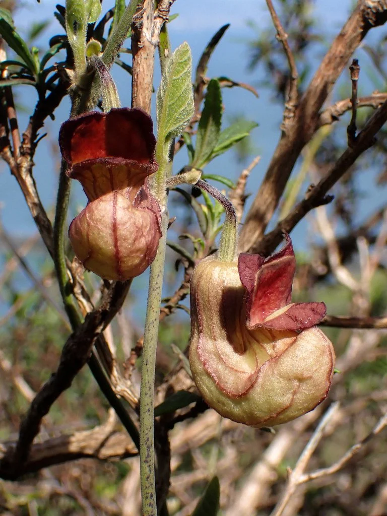 The Pipevines (Aristolochia spp) — Spadefoot Nursery, Inc.