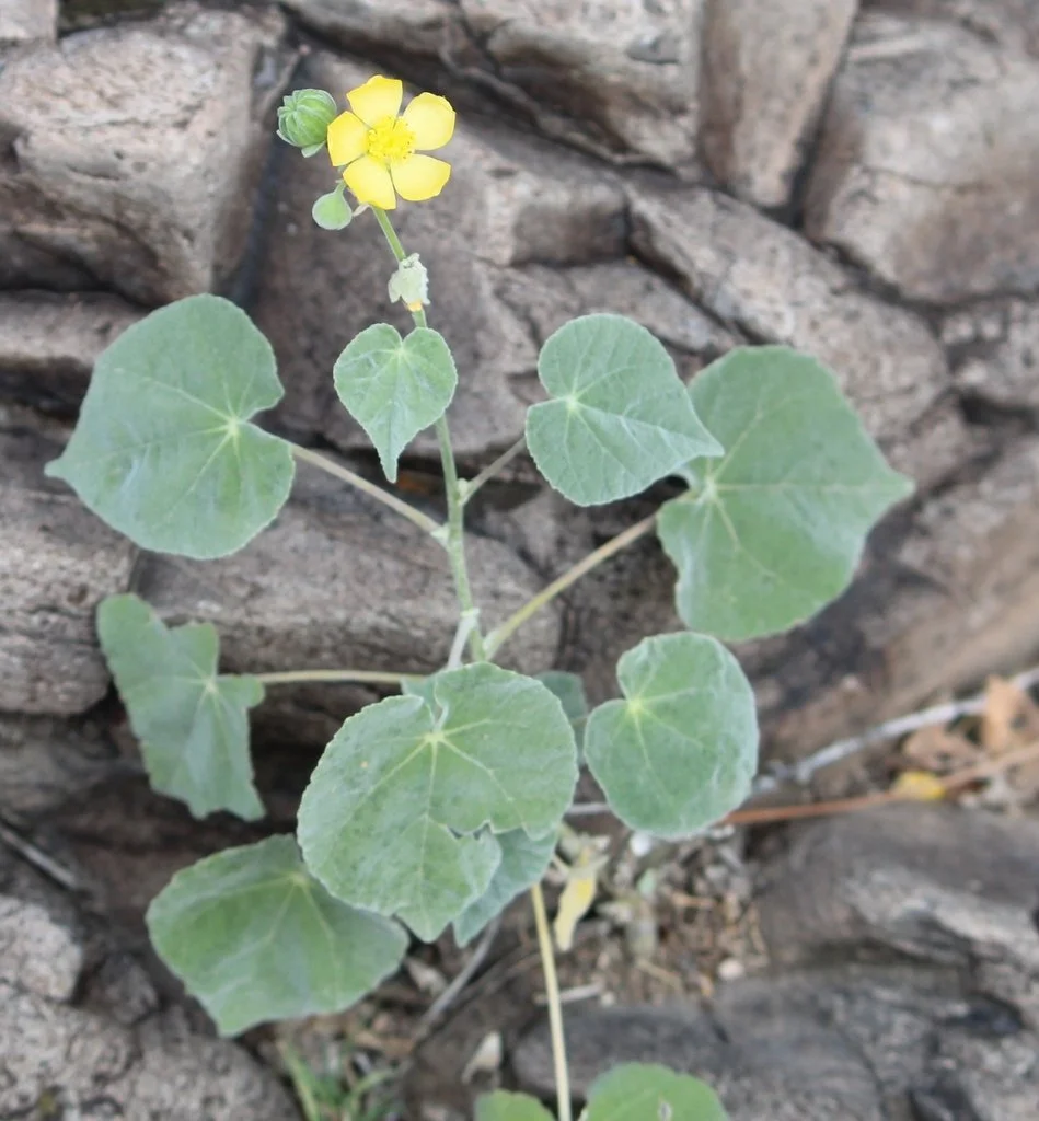 The Genus Abutilon — Spadefoot Nursery, Inc.