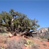 The Genus Juniperus, Junipers — Spadefoot Nursery, Inc.