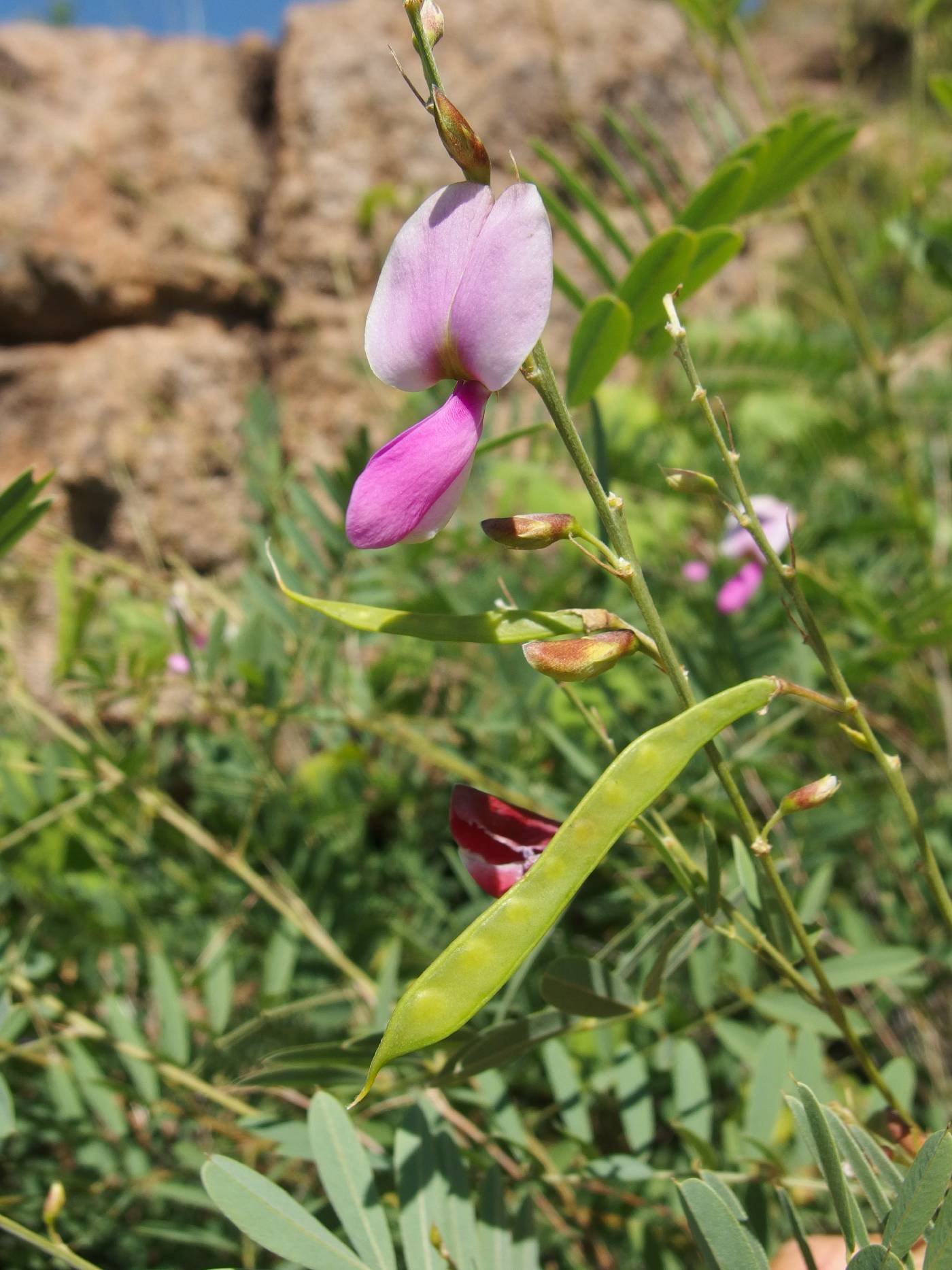 The genus Tephrosia, the Hoary Peas — Spadefoot Nursery, Inc.