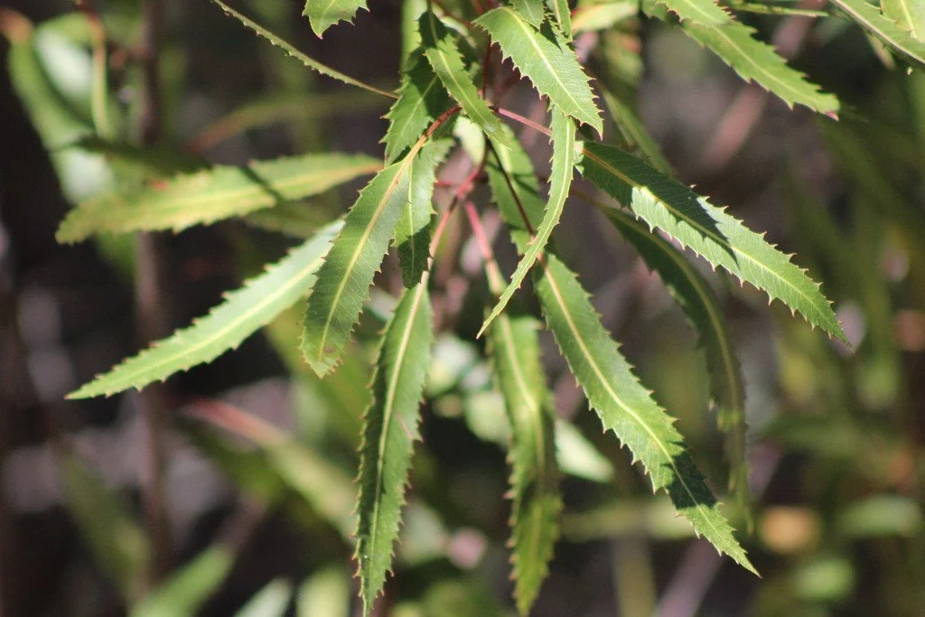 Slimleaf Rosewood (Vauquelinia corymbosa) — Spadefoot Nursery, Inc.