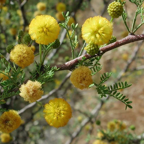 Whitethorn Acacia (Vachellia constricta) — Spadefoot Nursery, Inc.