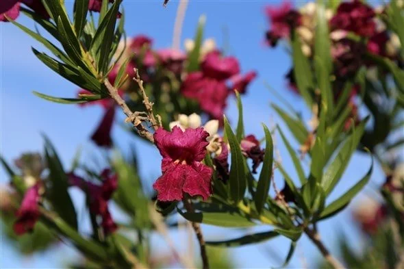 Desert Willow (Chilopsis linearis) — Spadefoot Nursery, Inc.