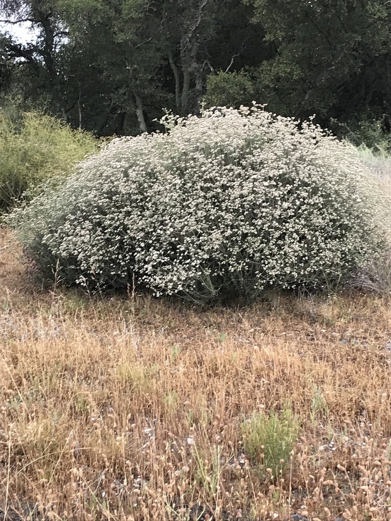Flattop Buckwheat (Eriogonum fasciculatum) — Spadefoot Nursery, Inc.