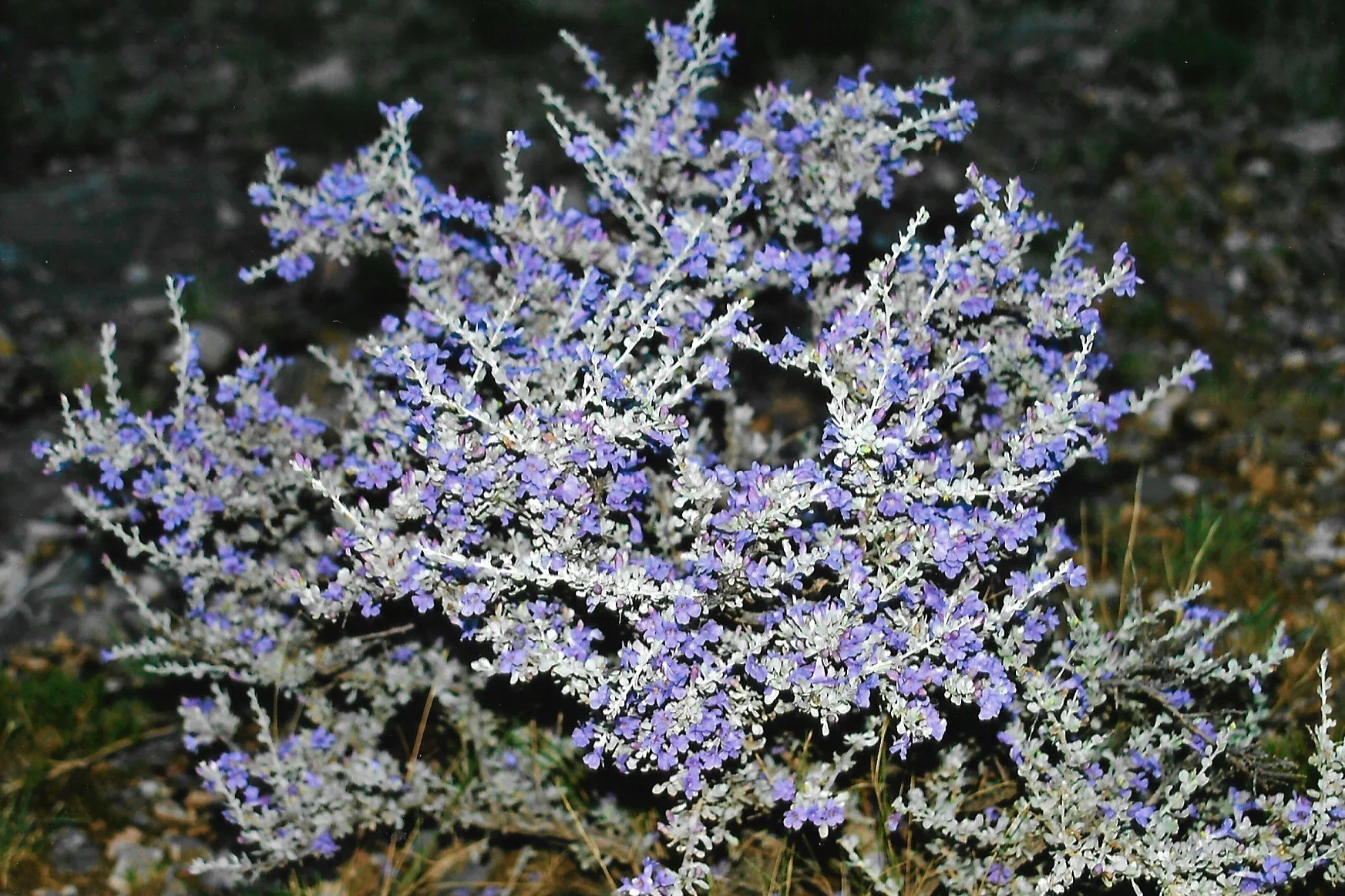 The Genus Leucophyllum, Rangers — Spadefoot Nursery, Inc.