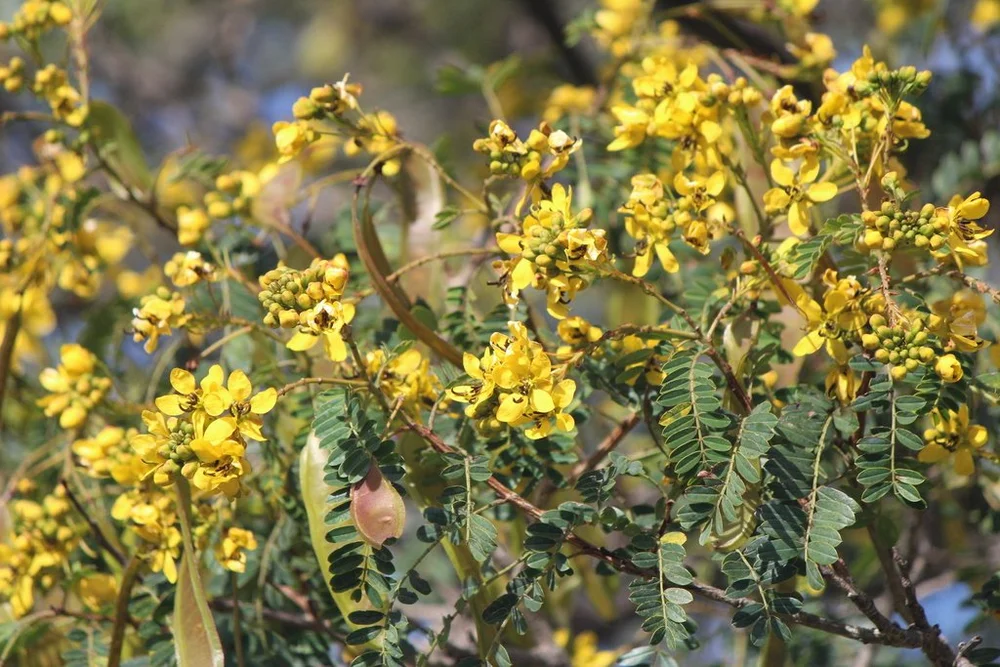 The Genus Senna — Spadefoot Nursery, Inc.