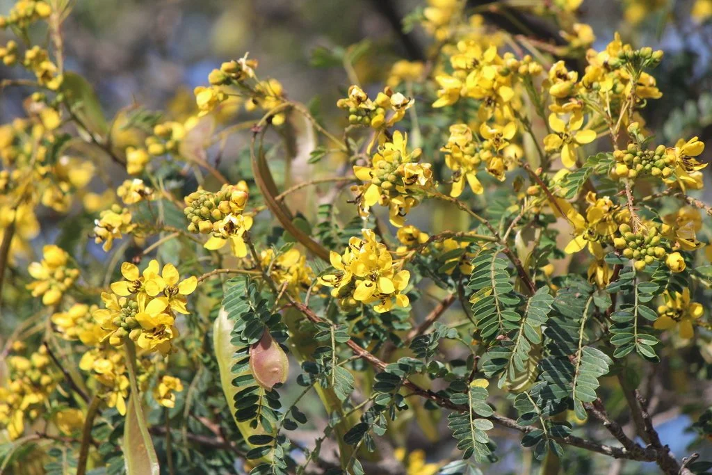The Genus Senna — Spadefoot Nursery, Inc.