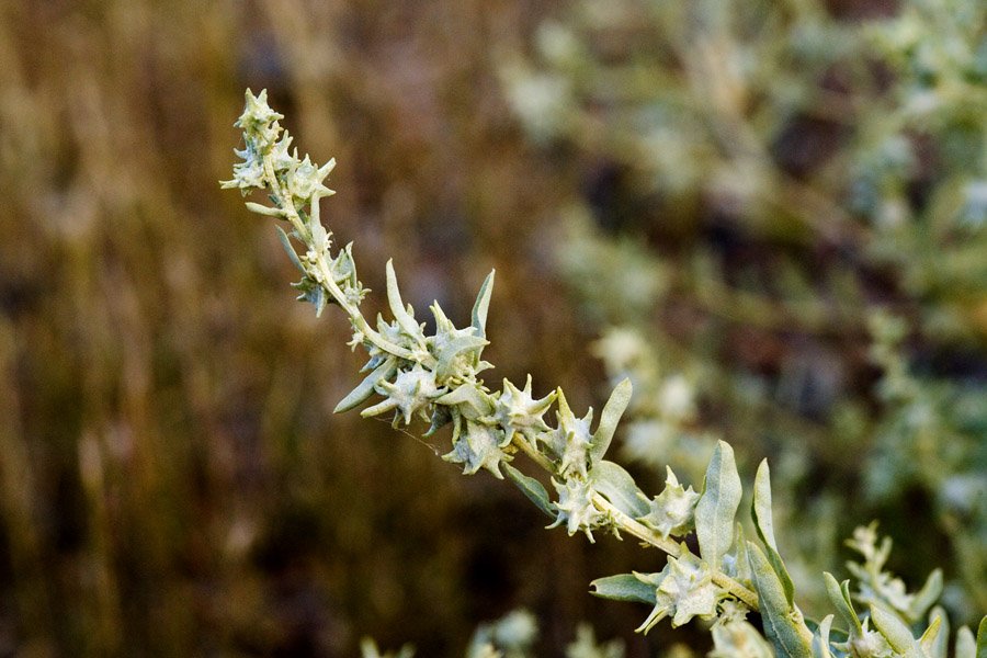 Saltbushes (Atriplex spp) — Spadefoot Nursery, Inc.