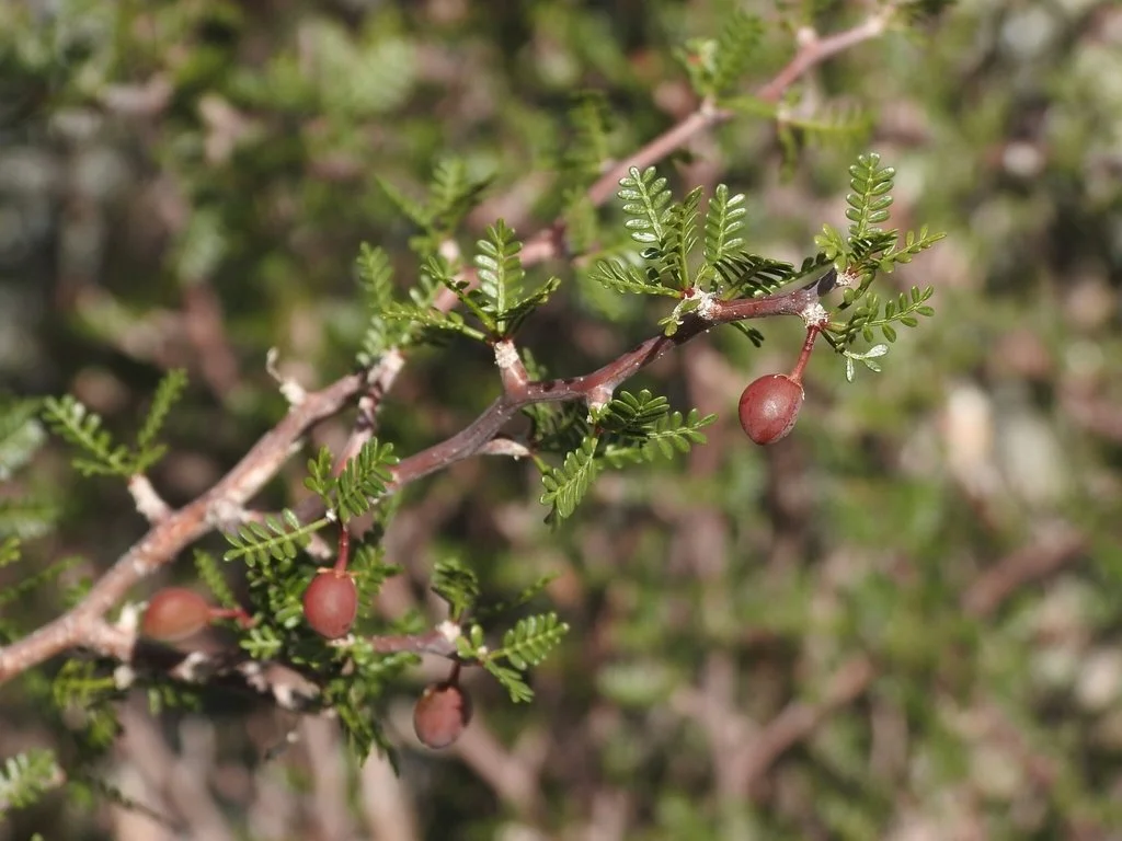 Elephant Tree (Bursera microphylla) — Spadefoot Nursery, Inc.