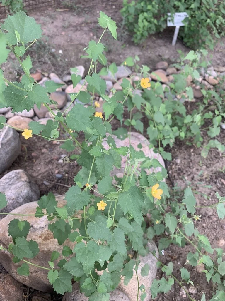 The Genus Abutilon — Spadefoot Nursery, Inc.