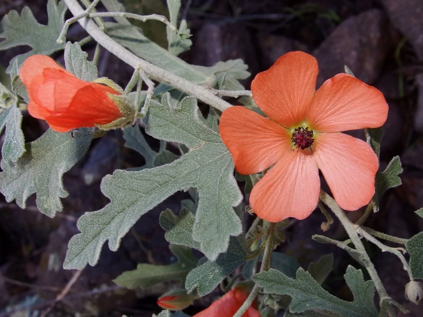 The Globemallows (Sphaeralcea spp) — Spadefoot Nursery, Inc.