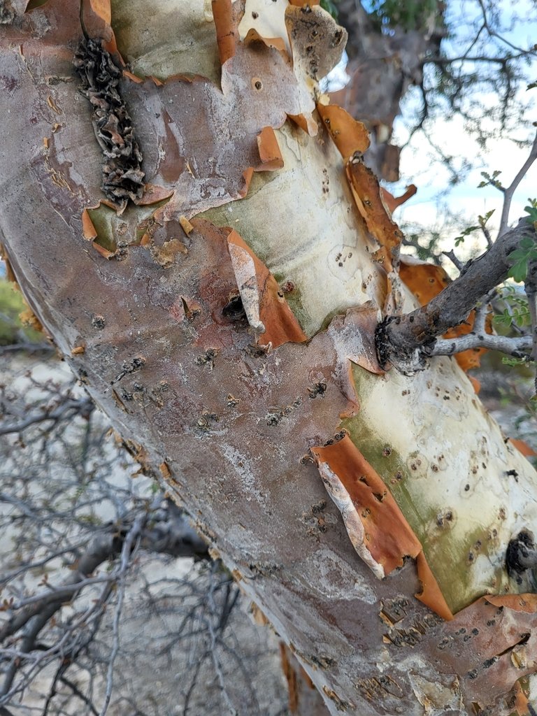 Baja Elephant Tree (Pachycormus discolor) — Spadefoot Nursery, Inc.