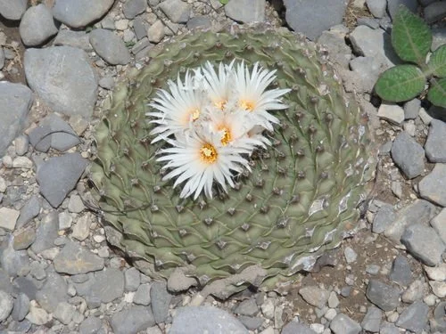 Obregonia denegrii — Spadefoot Nursery, Inc.