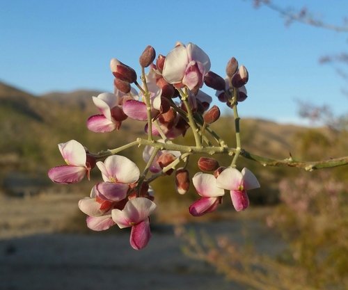 Desert Ironwood (Olneya tesota) — Spadefoot Nursery, Inc.