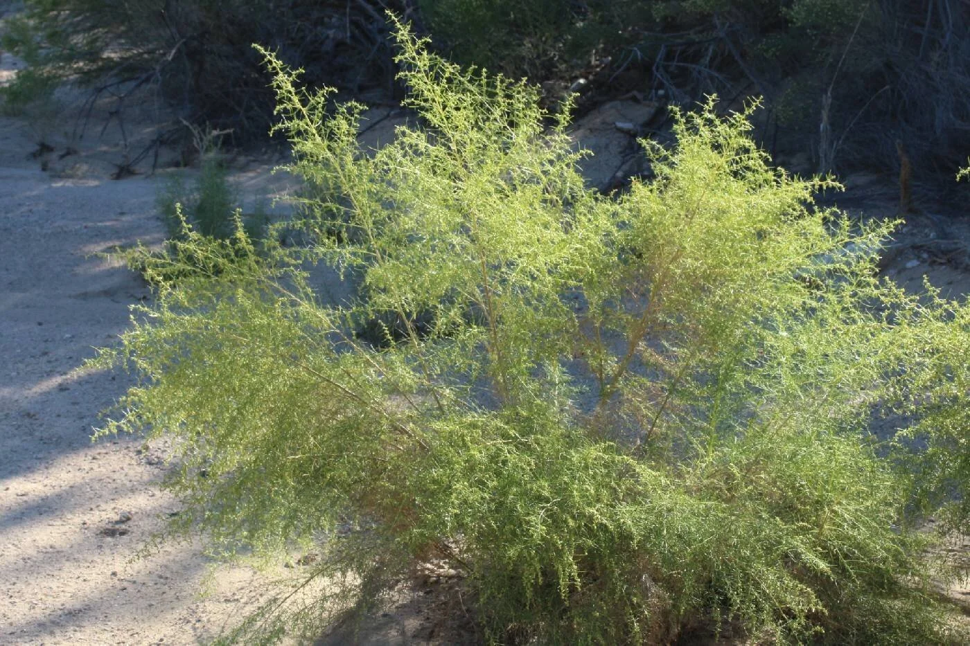 The Ragweeds (Ambrosia spp) — Spadefoot Nursery, Inc.