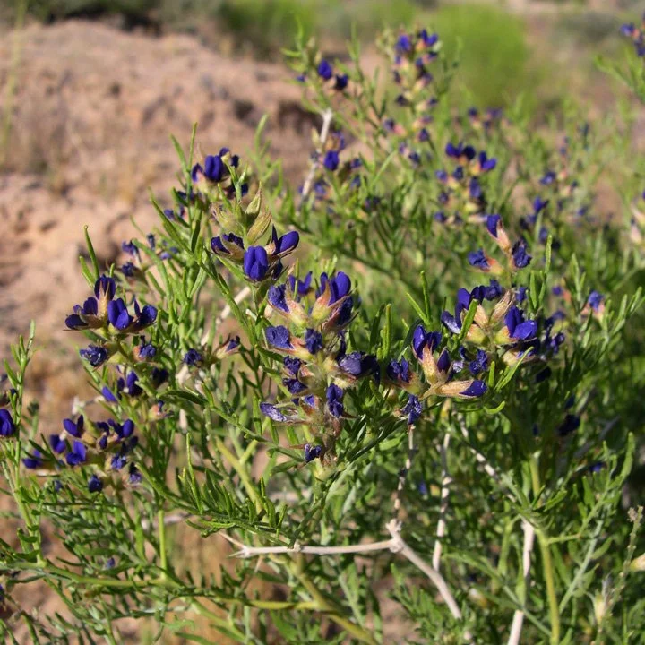 The Genus Psorothamnus, Smokebush — Spadefoot Nursery, Inc.