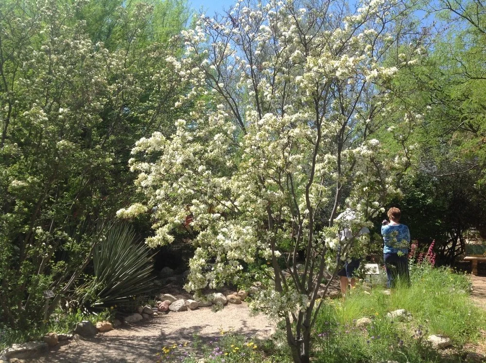 Trees for Southern Arizona and the Southwest — Spadefoot Nursery, Inc.