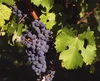 Grapes (Vitis spp.) — Spadefoot Nursery, Inc.