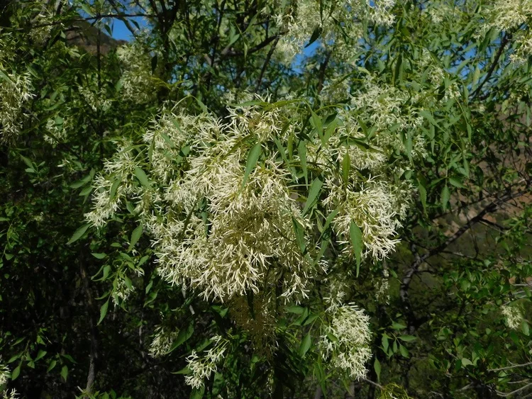 The Genus Fraxinus, Ash — Spadefoot Nursery, Inc.