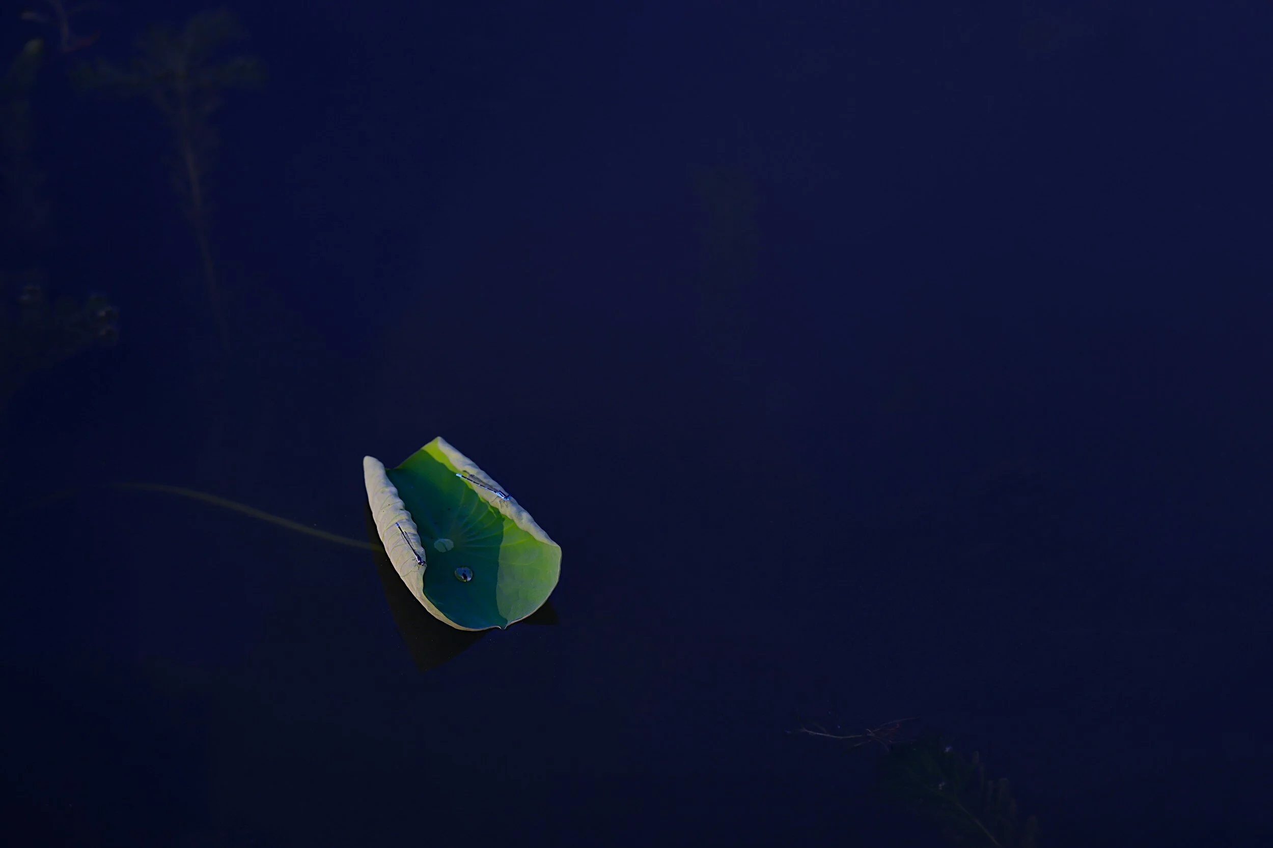 The Evolving Future of 8K Streaming — Amplify - Advantech Magazine