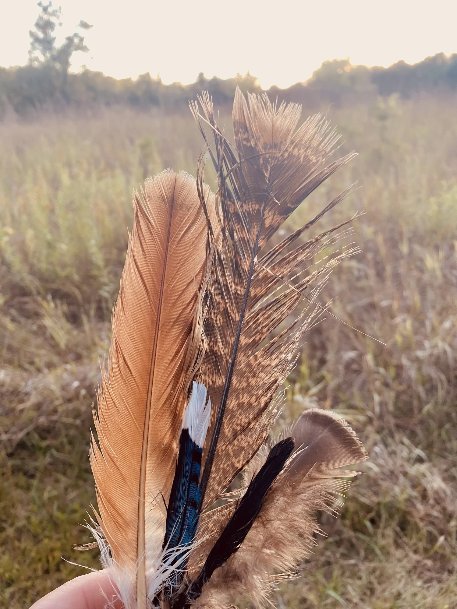 About the Farm — Prairie Patch Farm