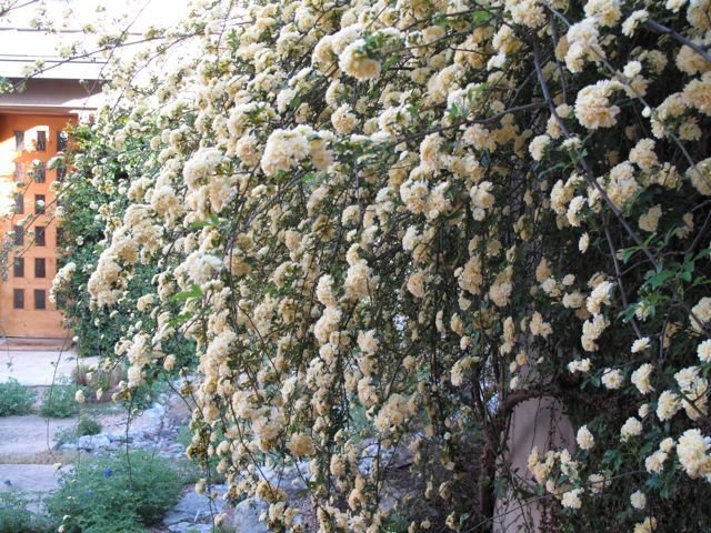 banksia rose, thornless rose, white rose — Wingatui Homestead