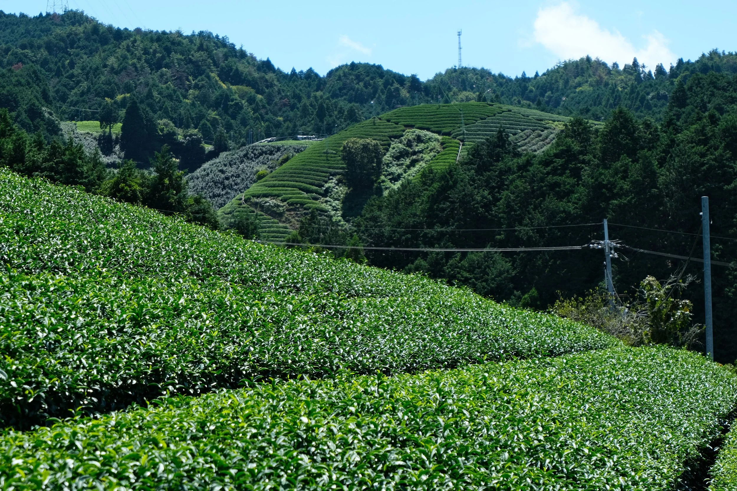 Our Matcha — Zenergi Matcha - Australian based. Ceremonial grade matcha.