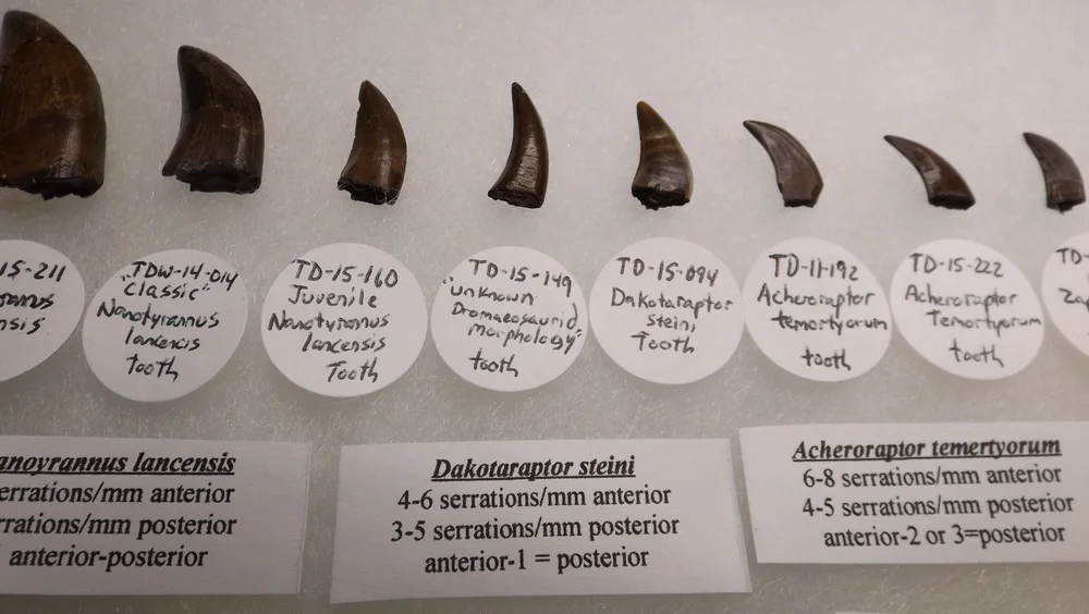 Paleontology Research | Dinosaurs of the Hell Creek Museum — Dinosaurs ...