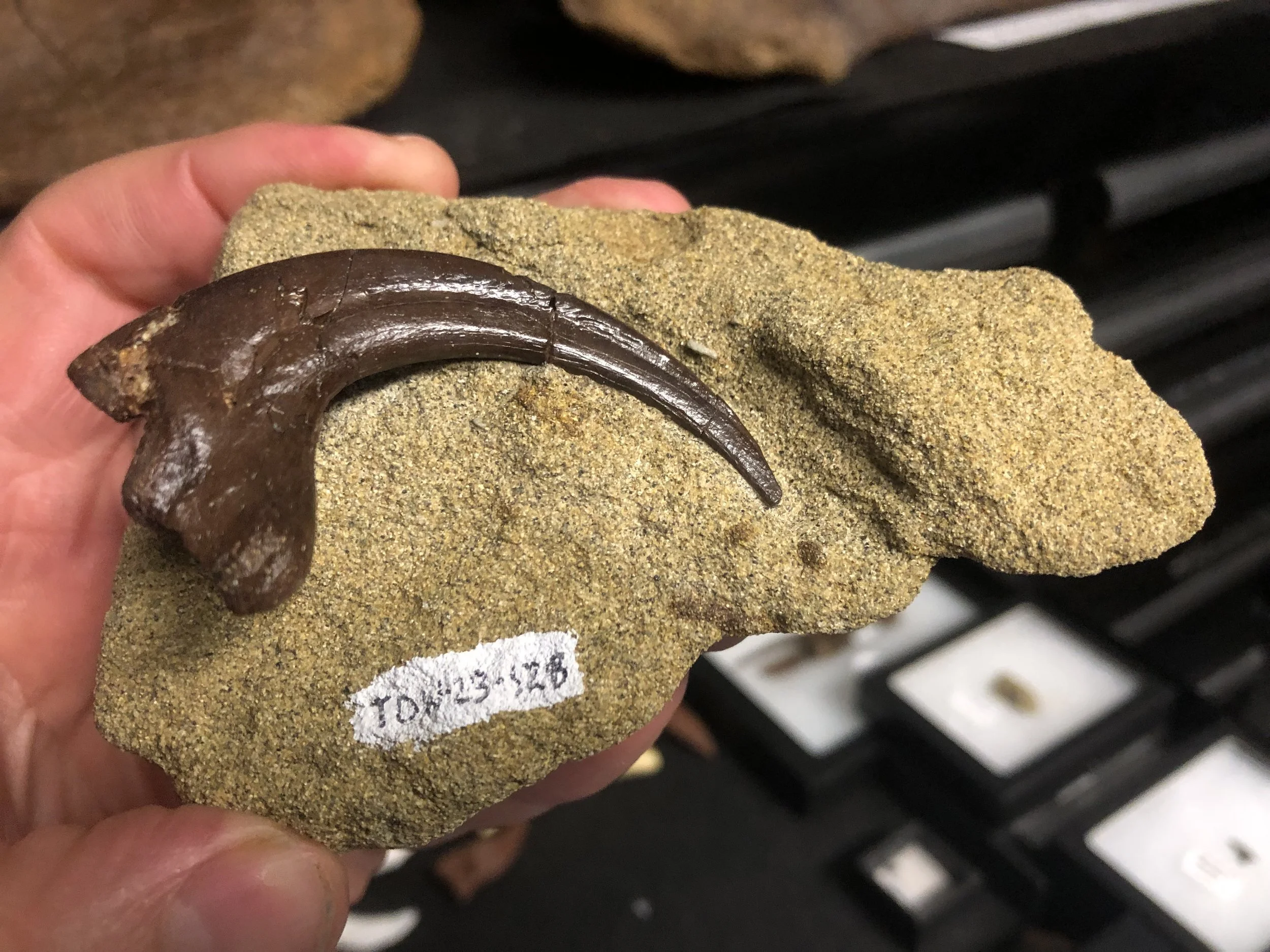 Paleontology Research | Dinosaurs of the Hell Creek Museum — Dinosaurs ...