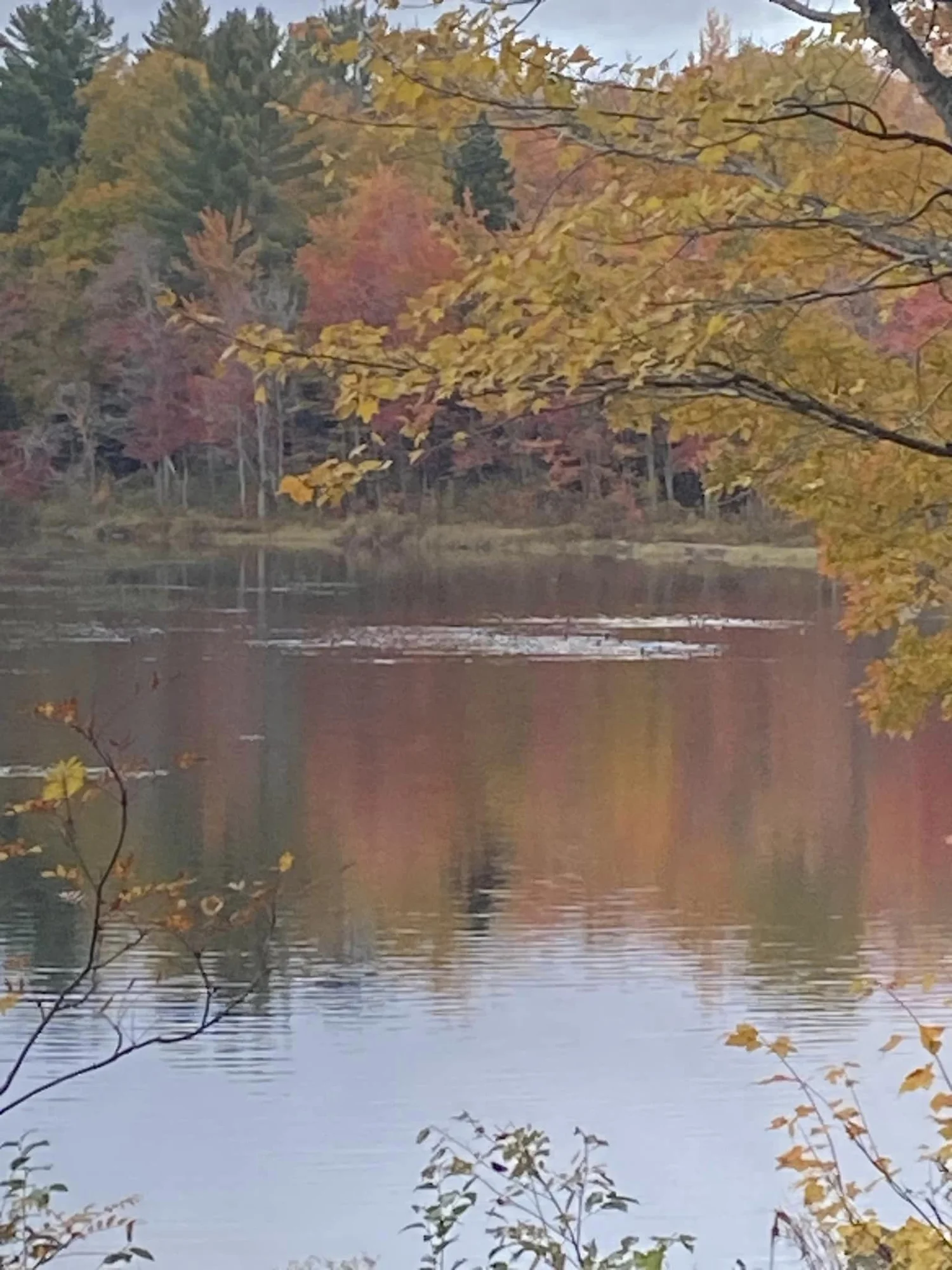 New Hampshire Wildlife Federation
